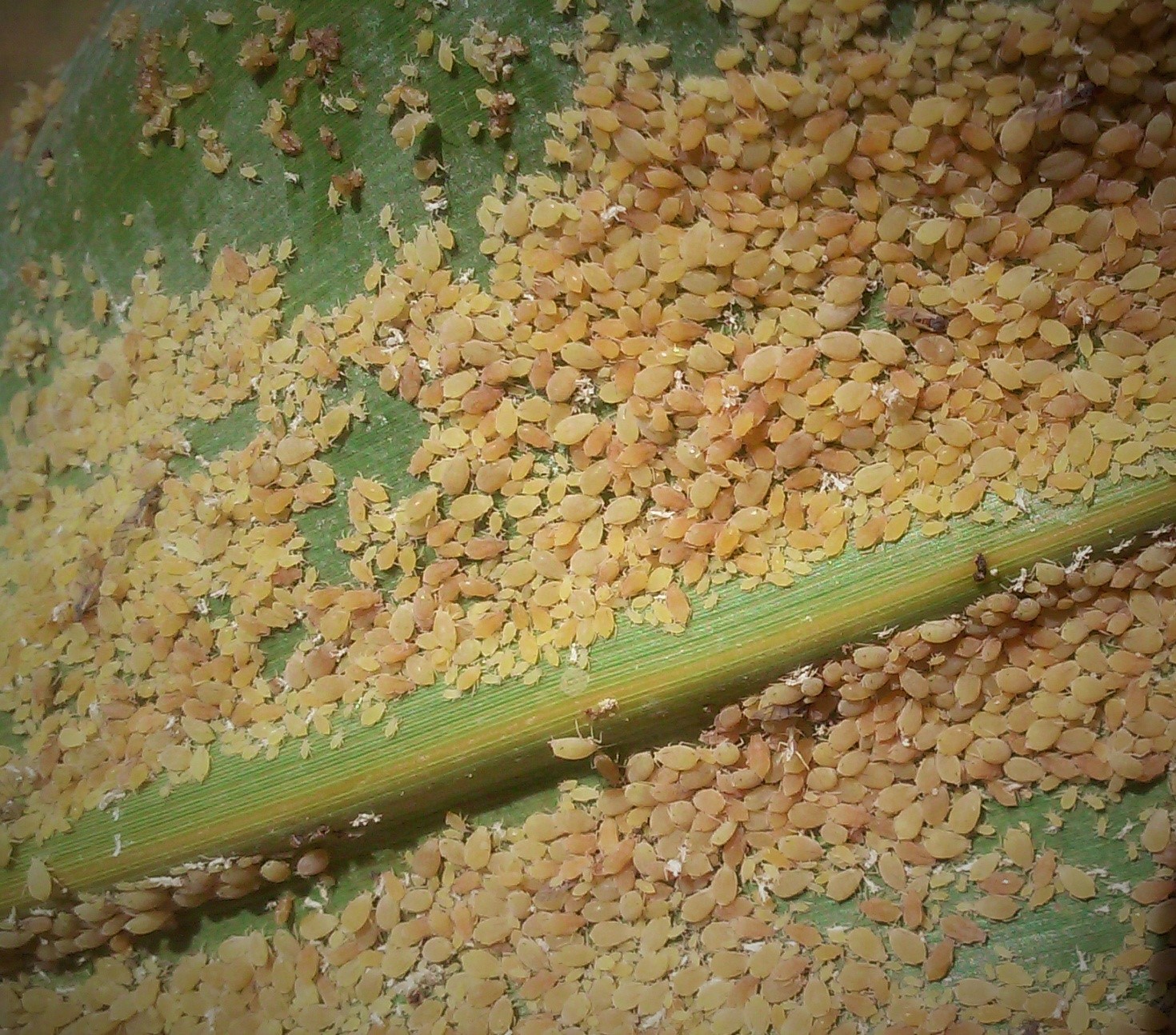 Pulgão no sorgo: biologia, comportamento e danos