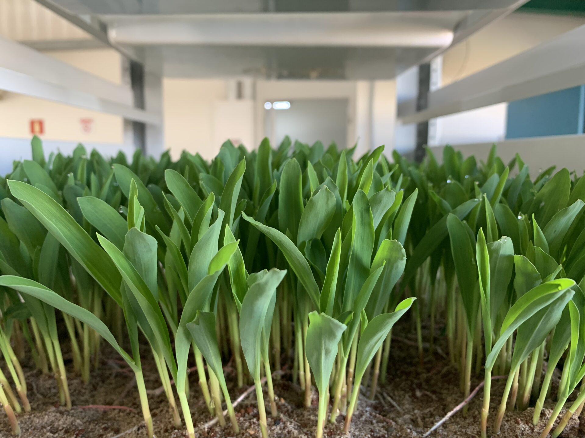 Qualidade de semente de milho: germinação, vigor e outros fatores