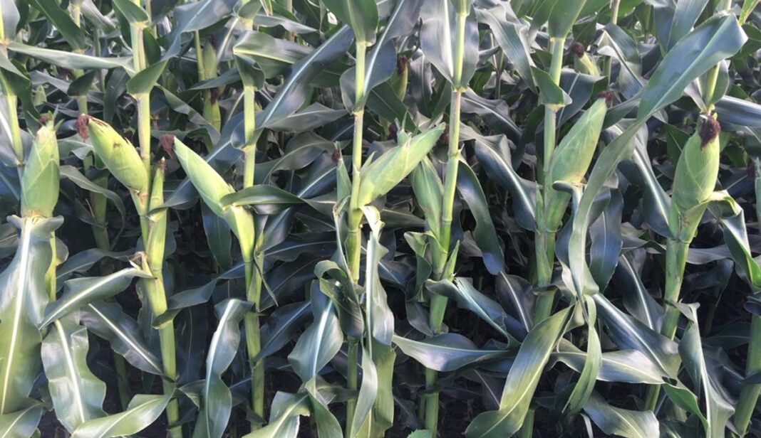 Processo de ensilagem: o que precisamos saber e como fazer?