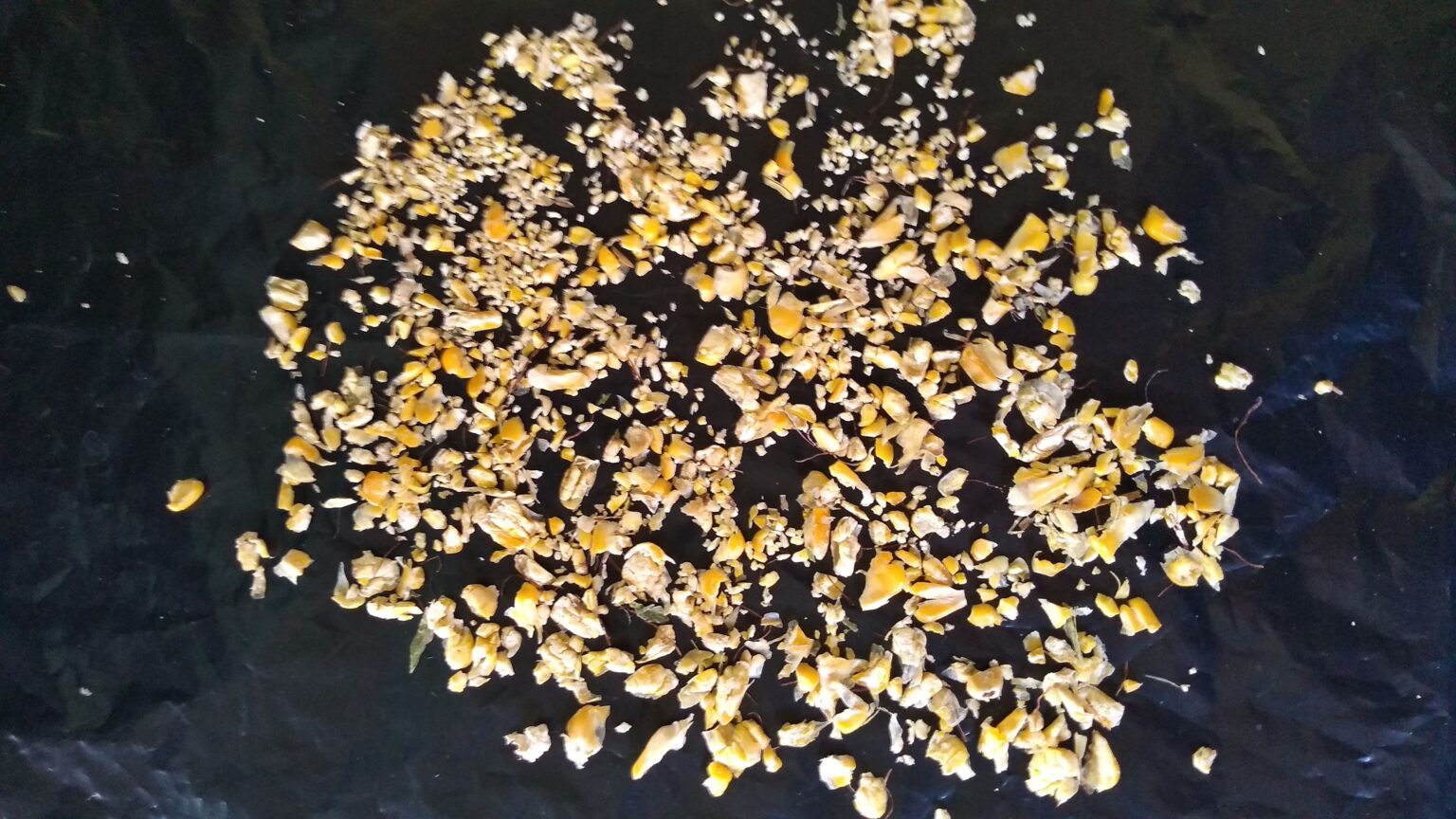 Processo de ensilagem: o que precisamos saber e como fazer?