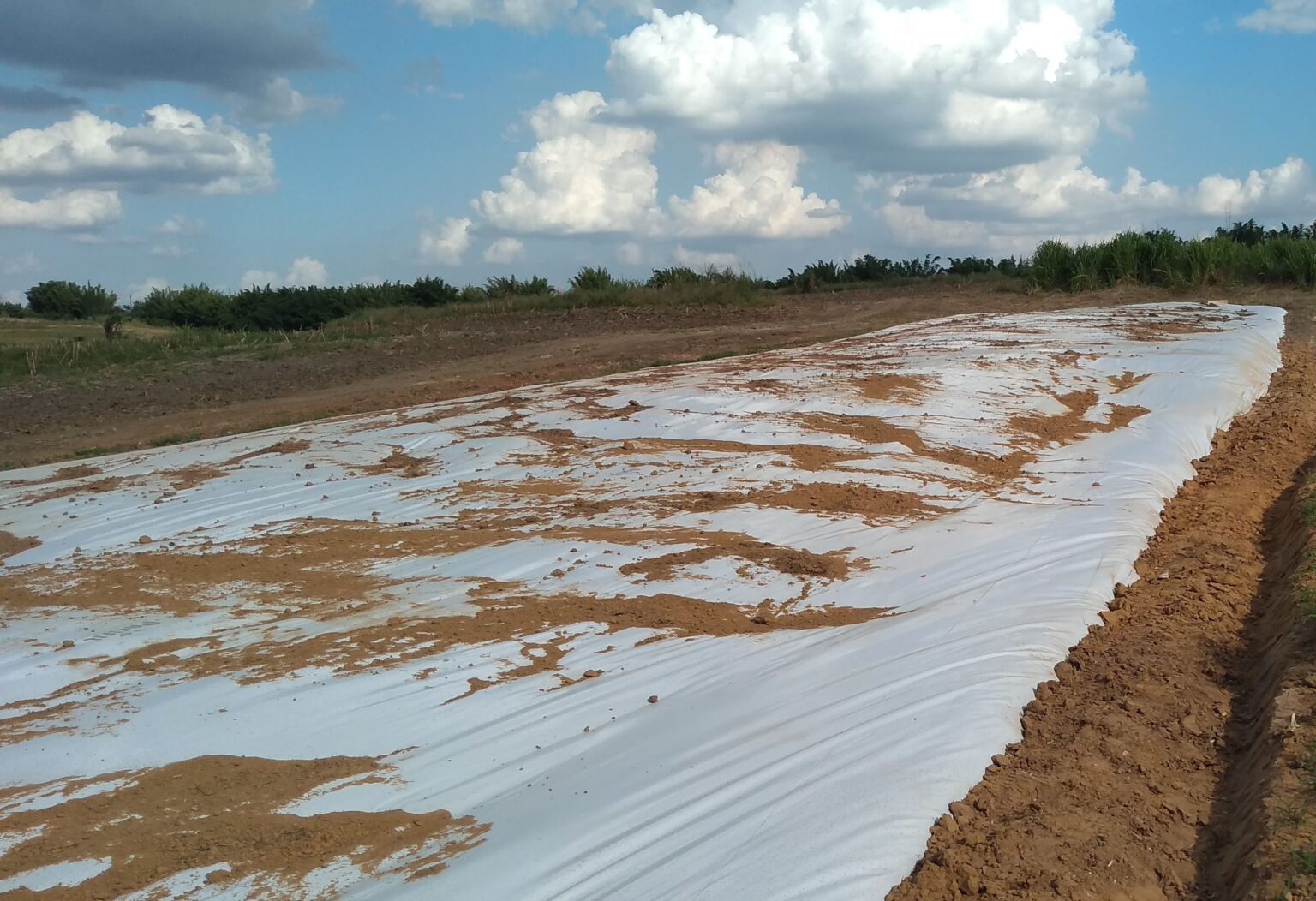 Processo de ensilagem: o que precisamos saber e como fazer?