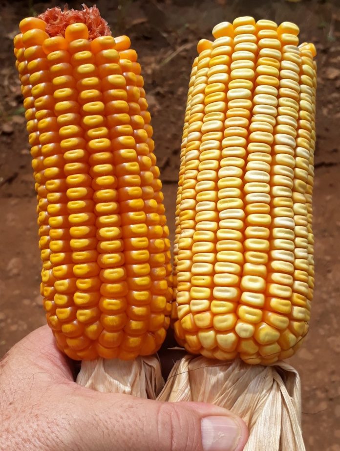 Milho dentado: como o tipo de milho influencia a alimentação animal