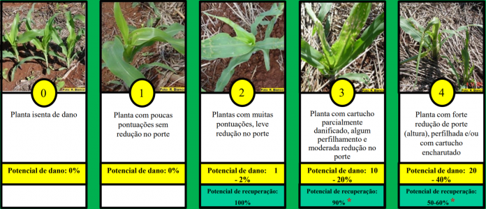 Percevejo Barriga Verde Manejo Para Controle Efetivo