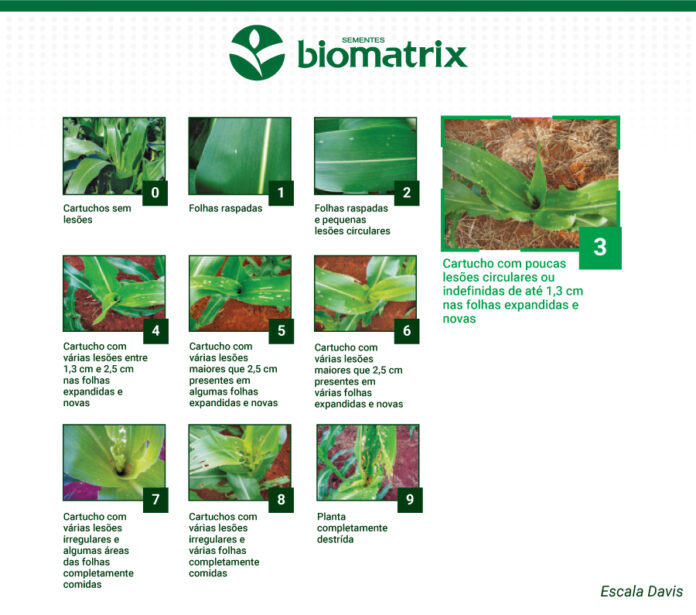 Spodoptera frugiperda: como realizar o manejo efetivo