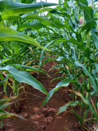 Como plantar milho: 5 perguntas e respostas para alta produtividade