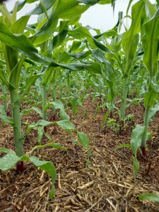 Como plantar milho: 5 perguntas e respostas para alta produtividade