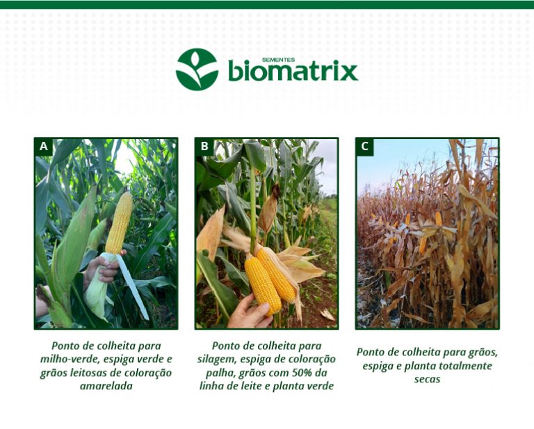 Como plantar milho: 5 perguntas e respostas para alta produtividade