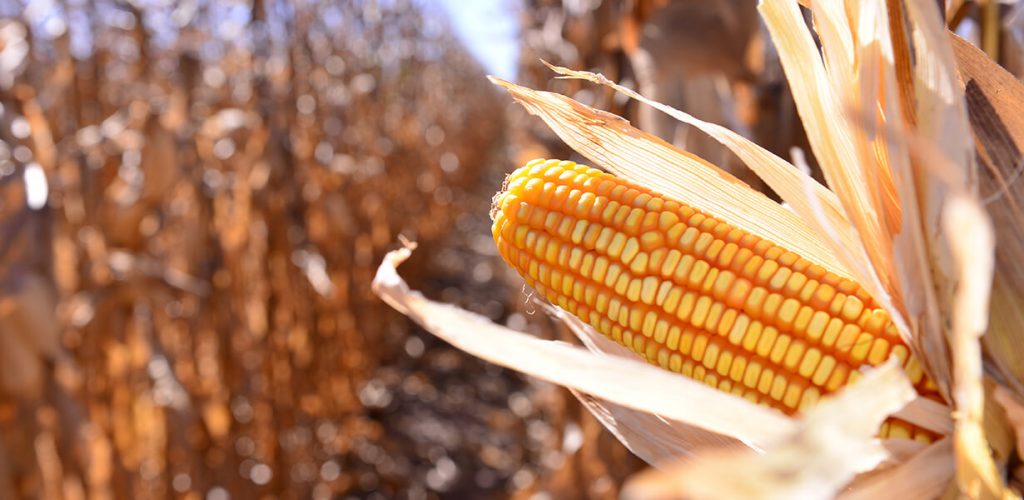 Híbridos para safrinha: características para fazer a melhor escolha