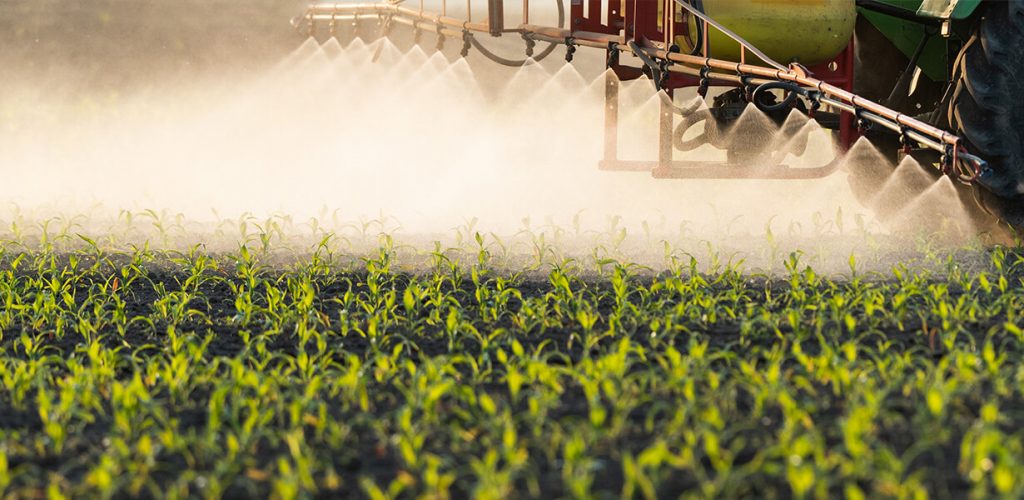 Glufosinato de amônio: saiba como utilizar este herbicida no milho safrinha