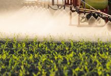 Glufosinato de amônio: saiba como utilizar este herbicida no milho safrinha