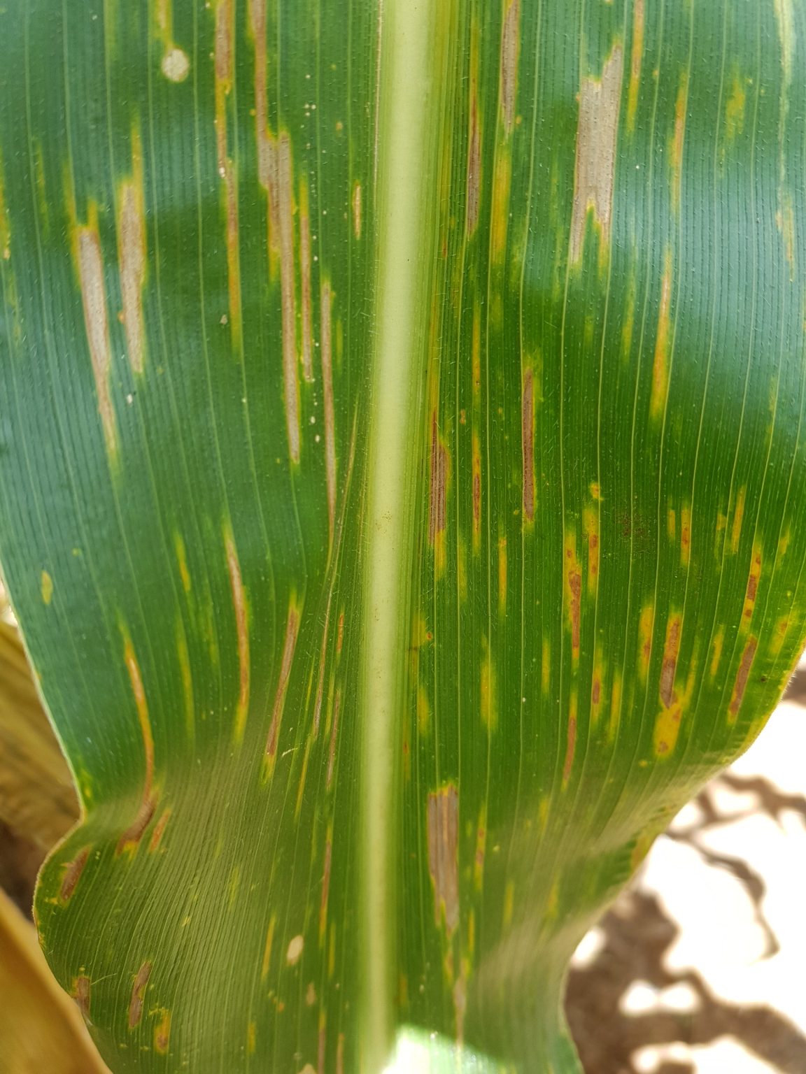 Cercosporiose: manejo e controle efetivo na cultura do milho