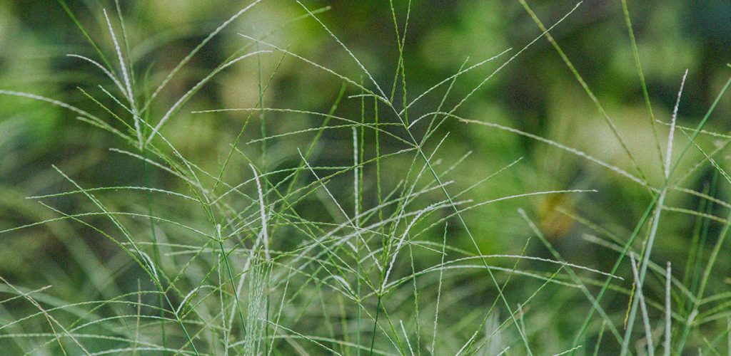 Capim-colchão: como controlar e identificar na sua lavoura