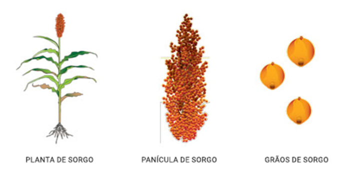Sorgo: entenda mais sobre seu cultivo e vantagens - Biomatrix