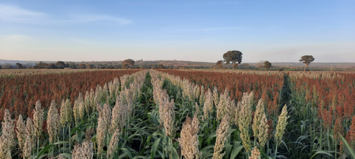 Sorgo: entenda mais sobre seu cultivo e vantagens - Biomatrix