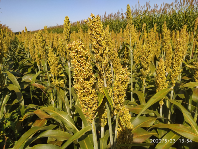 Sorgo: entenda mais sobre seu cultivo e vantagens - Biomatrix