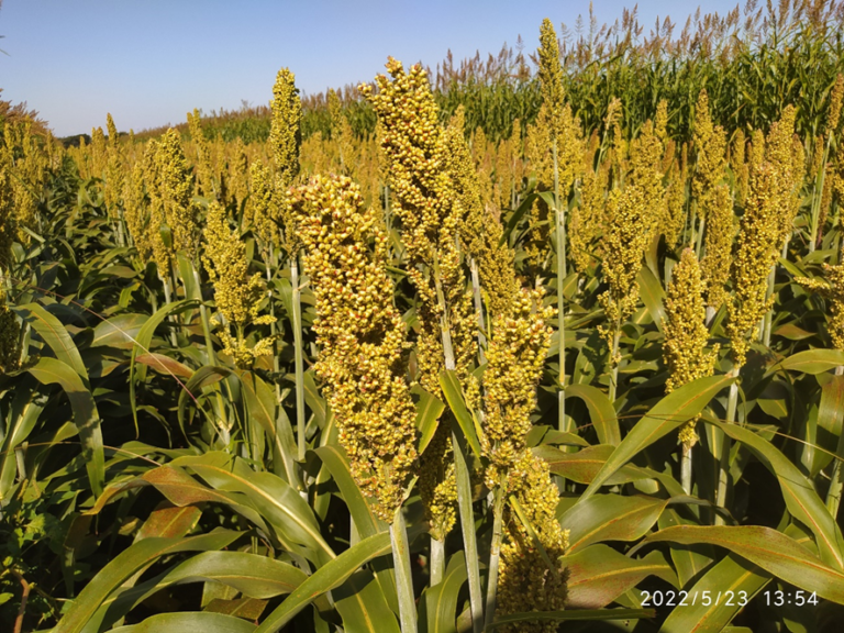 Sorgo: entenda mais sobre seu cultivo e vantagens - Biomatrix