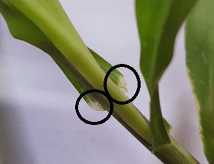 Fenologia do milho: entenda o ciclo e estádios da cultura - Biomatrix