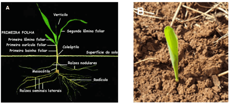 Fenologia do milho: entenda o ciclo e estádios da cultura - Biomatrix
